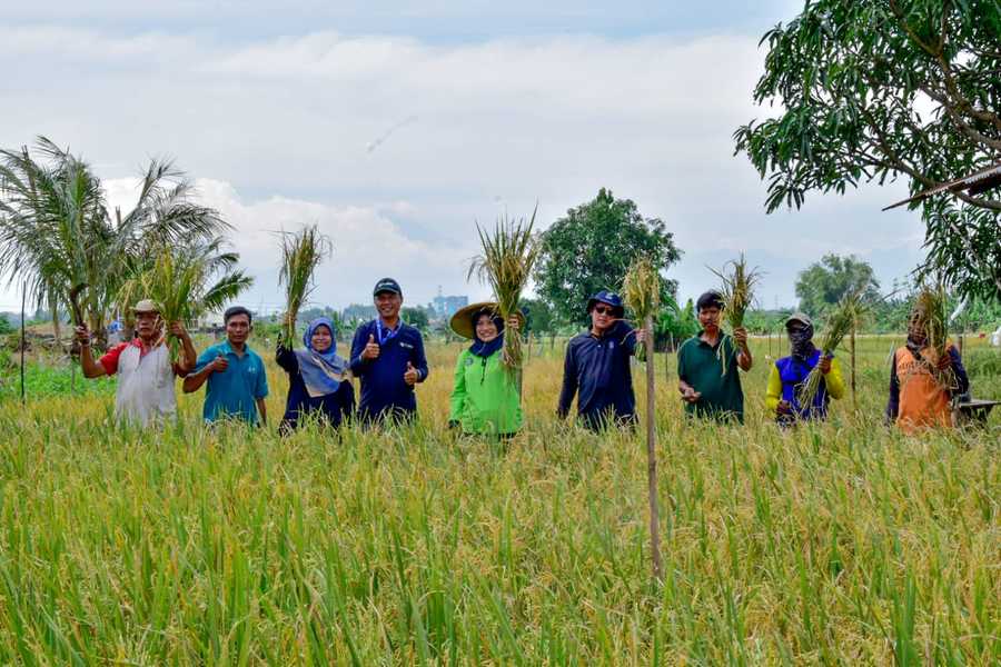 Petani Surabaya Panen 22,4 Ton Padi di Lahan Milik Pemkot - Pemerintah ...
